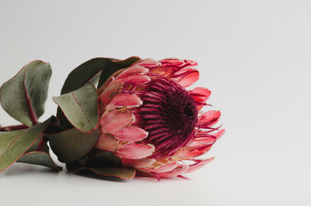 Growing Facts & Insights – Protea King