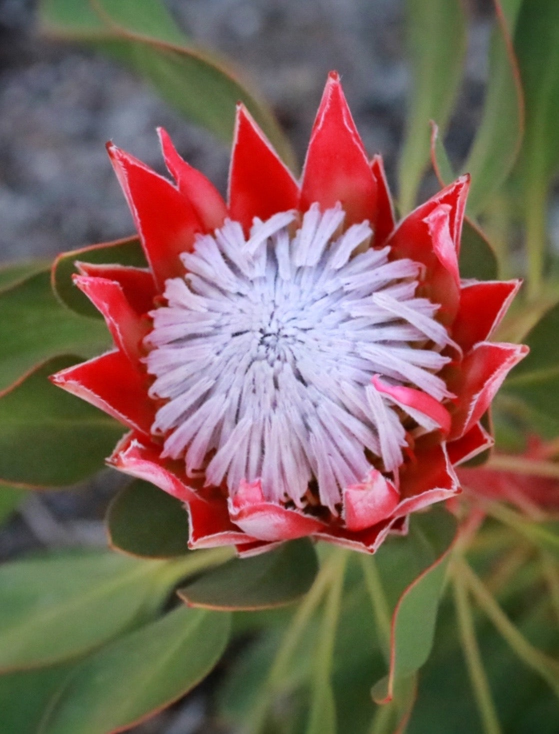Single Stem- Little Prince – Protea King