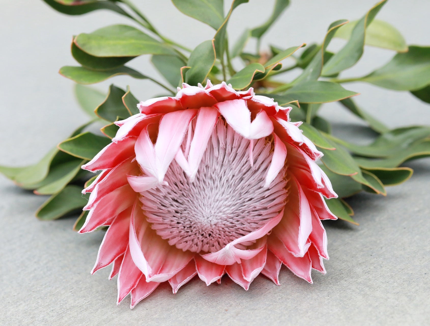 Single Stem- King Pink – Protea King