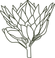 Pruning your Protea – Protea King