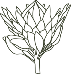 Pruning your Protea – Protea King